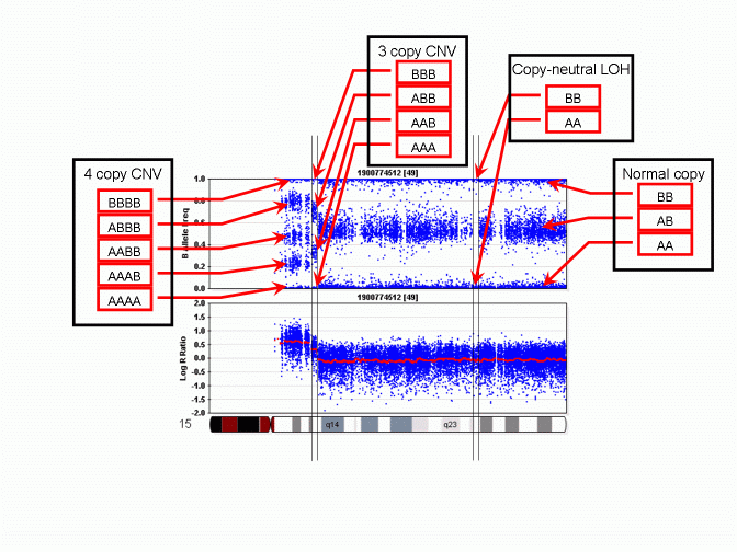 CMA还是CNV-seq？